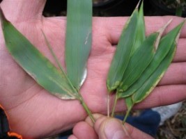 Caring for Bamboo: What You Need to Know - Beauty & the Bamboo